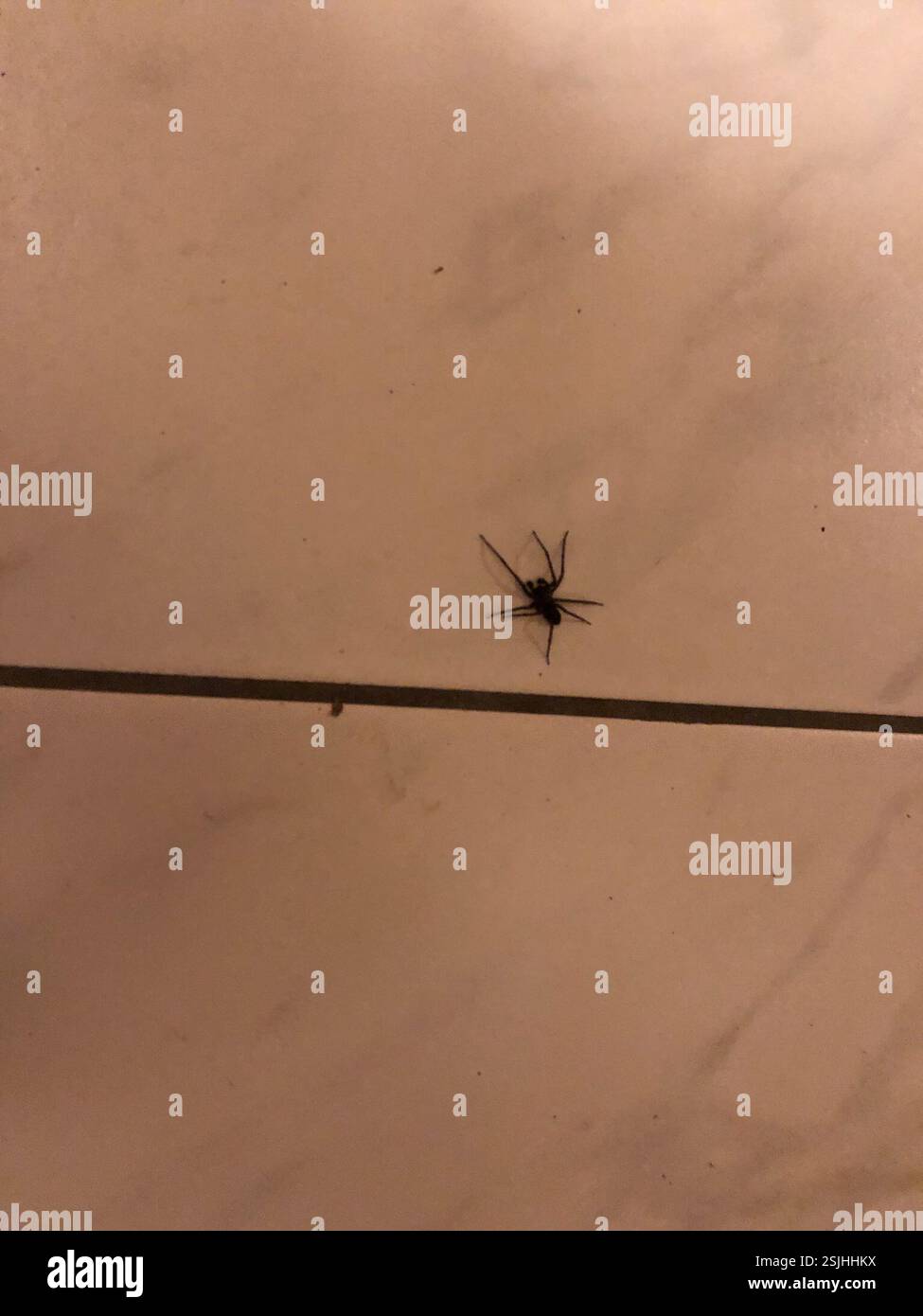 Triangulate Combfoot (Steatoda triangulosa), Arachnida, Southern Black ...