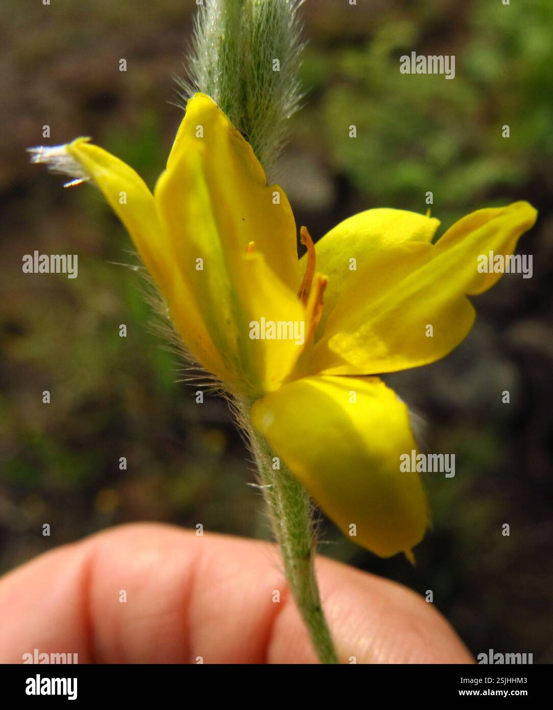 Spiral Stargrass (Hypoxis acuminata), Plantae, uThukela District ...