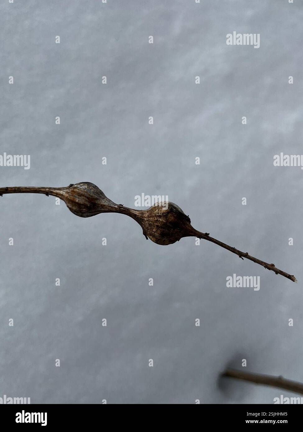 Goldenrod Gall Fly (Eurosta solidaginis), Insecta, Cape Breton Island ...