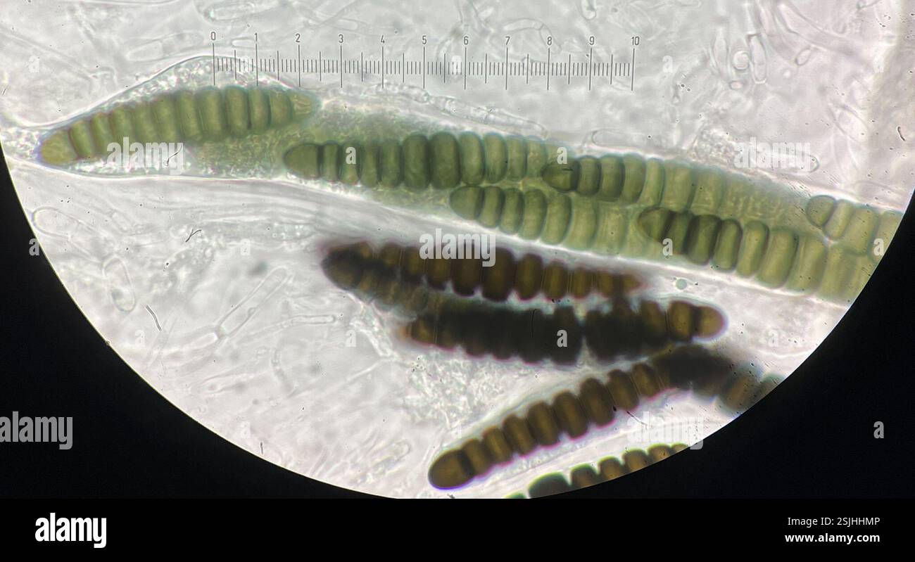 (Preussia calomera), Fungi, High Rock Park, New York, NY, US Stock ...