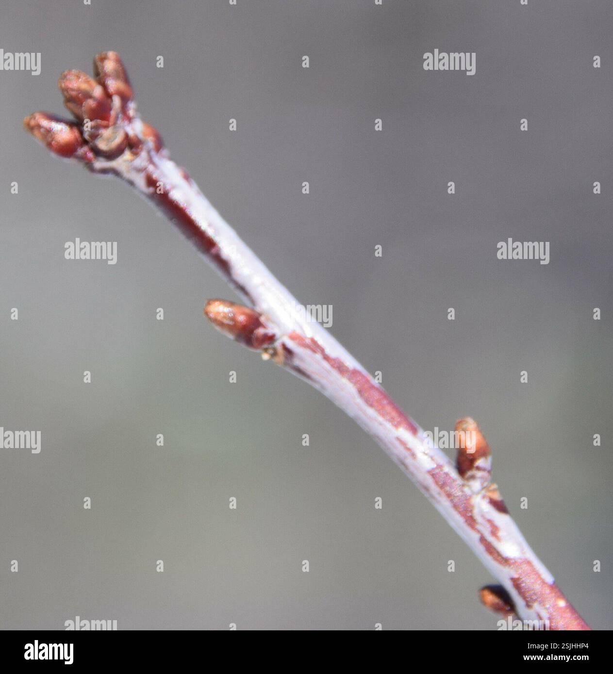 fire cherry (Prunus pensylvanica), Plantae, Ville-Marie, QC, Canada ...