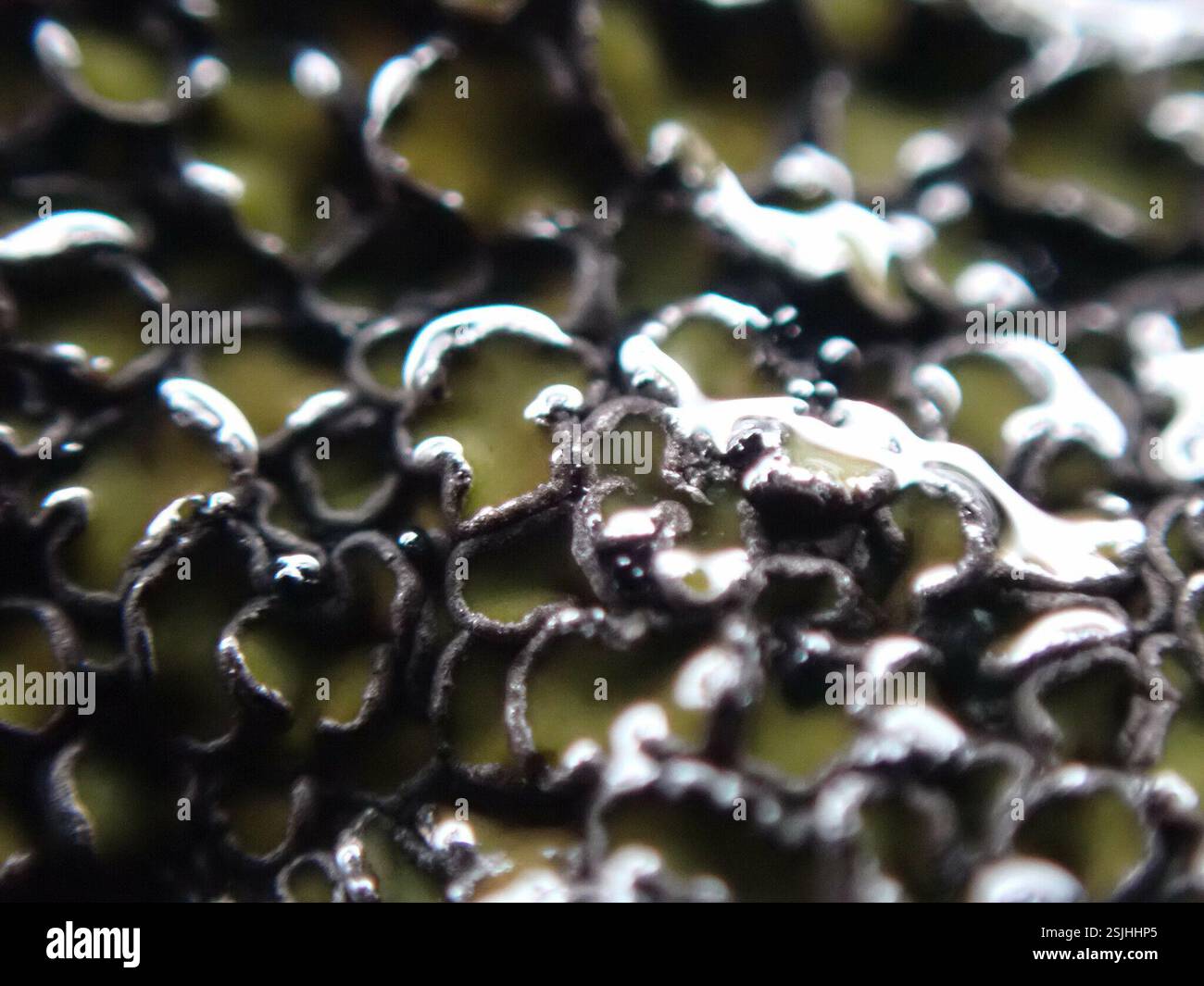 Brown Tile Lichen (Lecidea atrobrunnea), Fungi, San Diego County, CA ...