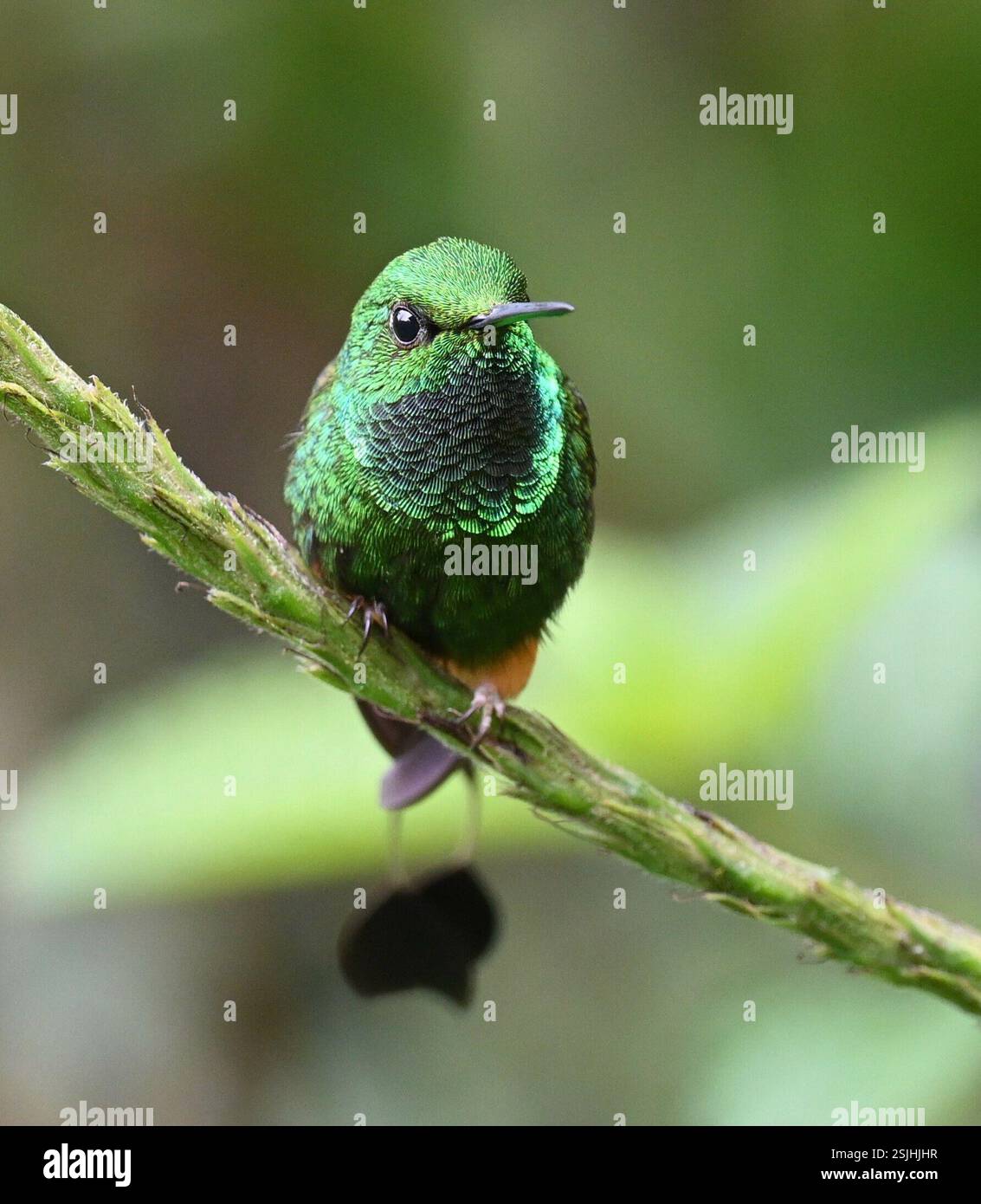 Peruvian Racket-tail (Ocreatus peruanus), Aves, La Brisa Hummingbird ...