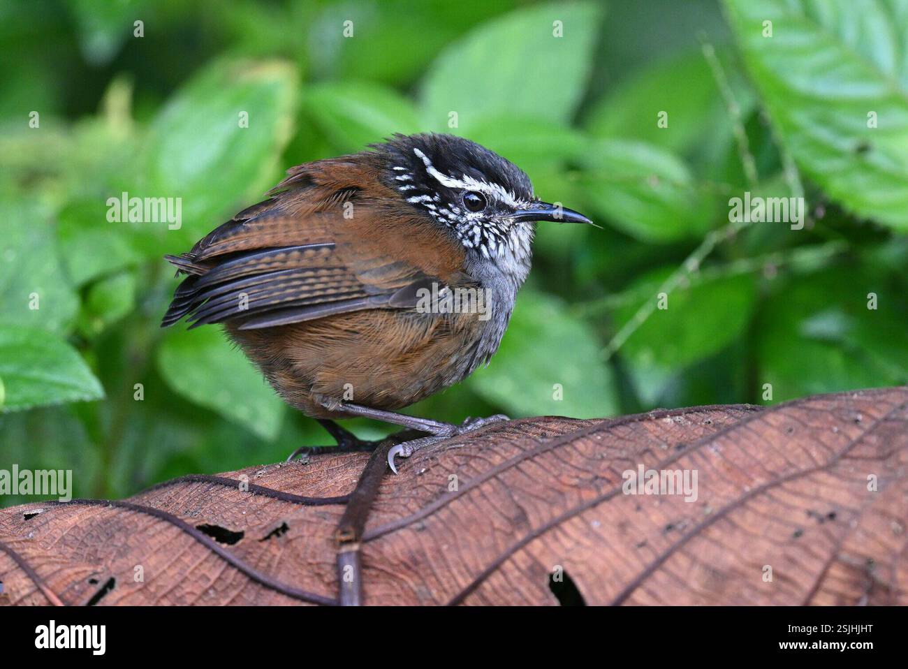Gray-breasted Wood-Wren (Henicorhina leucophrys), Aves, Cabañas San ...