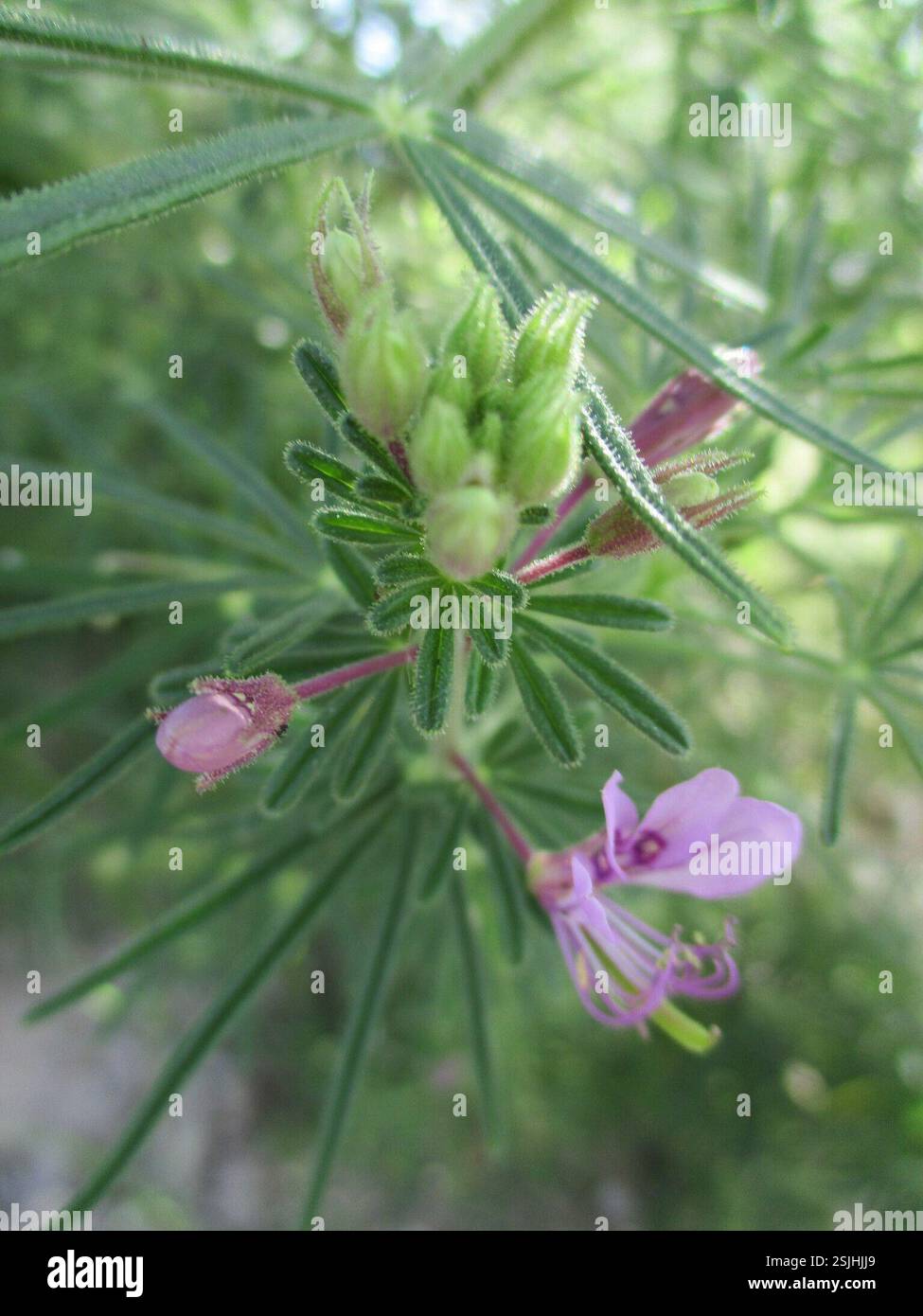 Hairy Spindlepod (Cleome hirta), Plantae, Zambezi Region, Namibia Stock ...