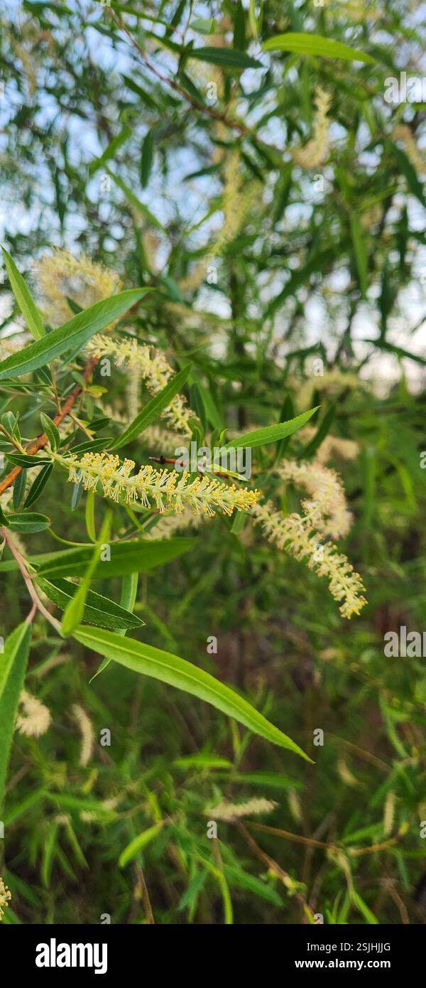 Carolina willow (Salix caroliniana), Plantae, Fl Caverns State Park ...