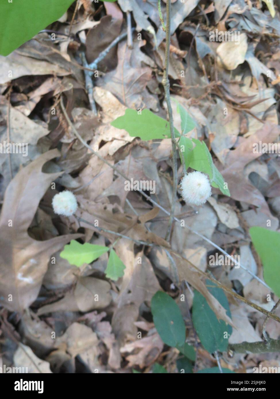 Wool Sower Gall Wasp (Callirhytis seminator), Insecta, Windsor Forest ...
