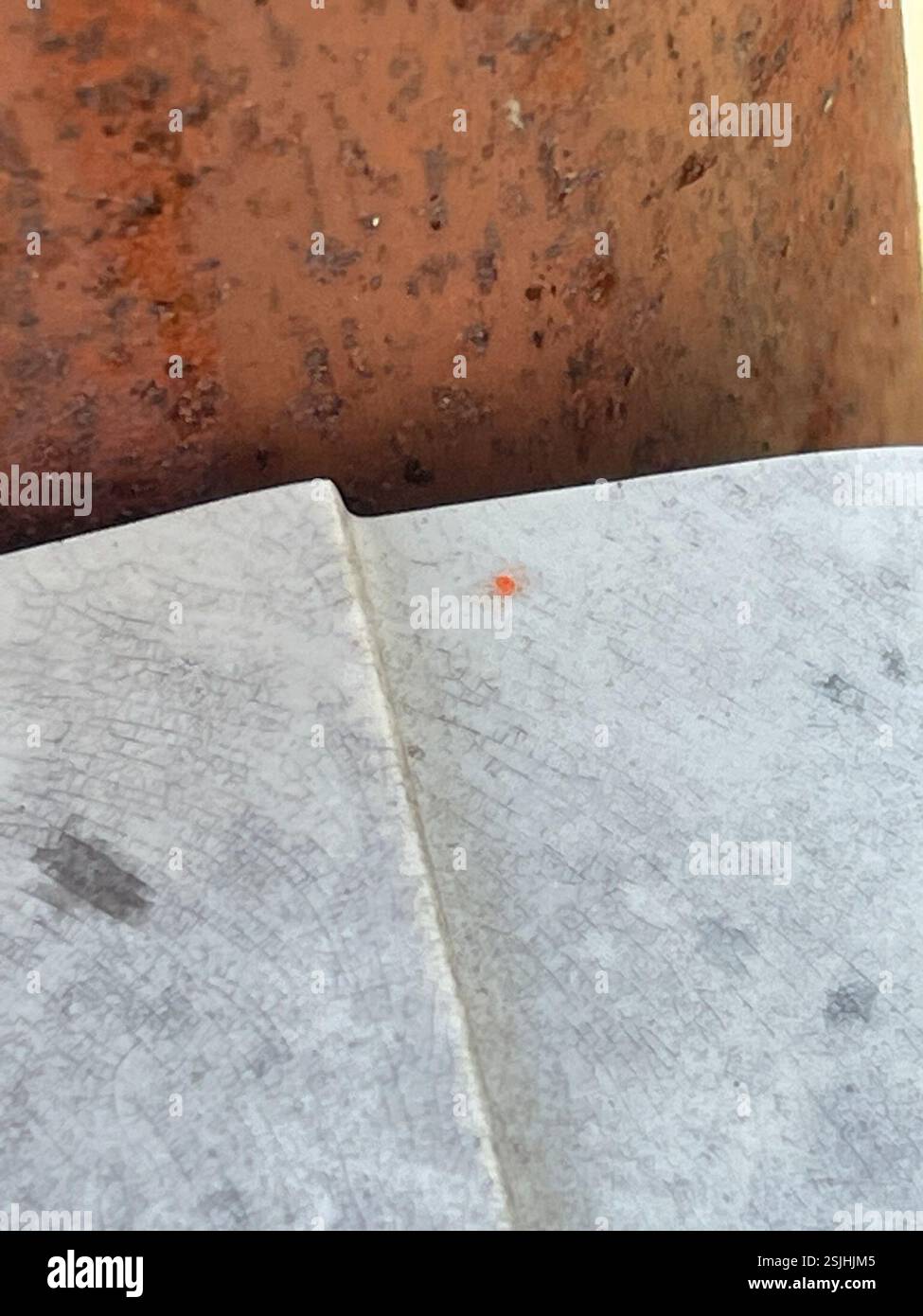 Whirligig Mites (Anystis), Arachnida, E Jones St, Lewisville, TX, US ...