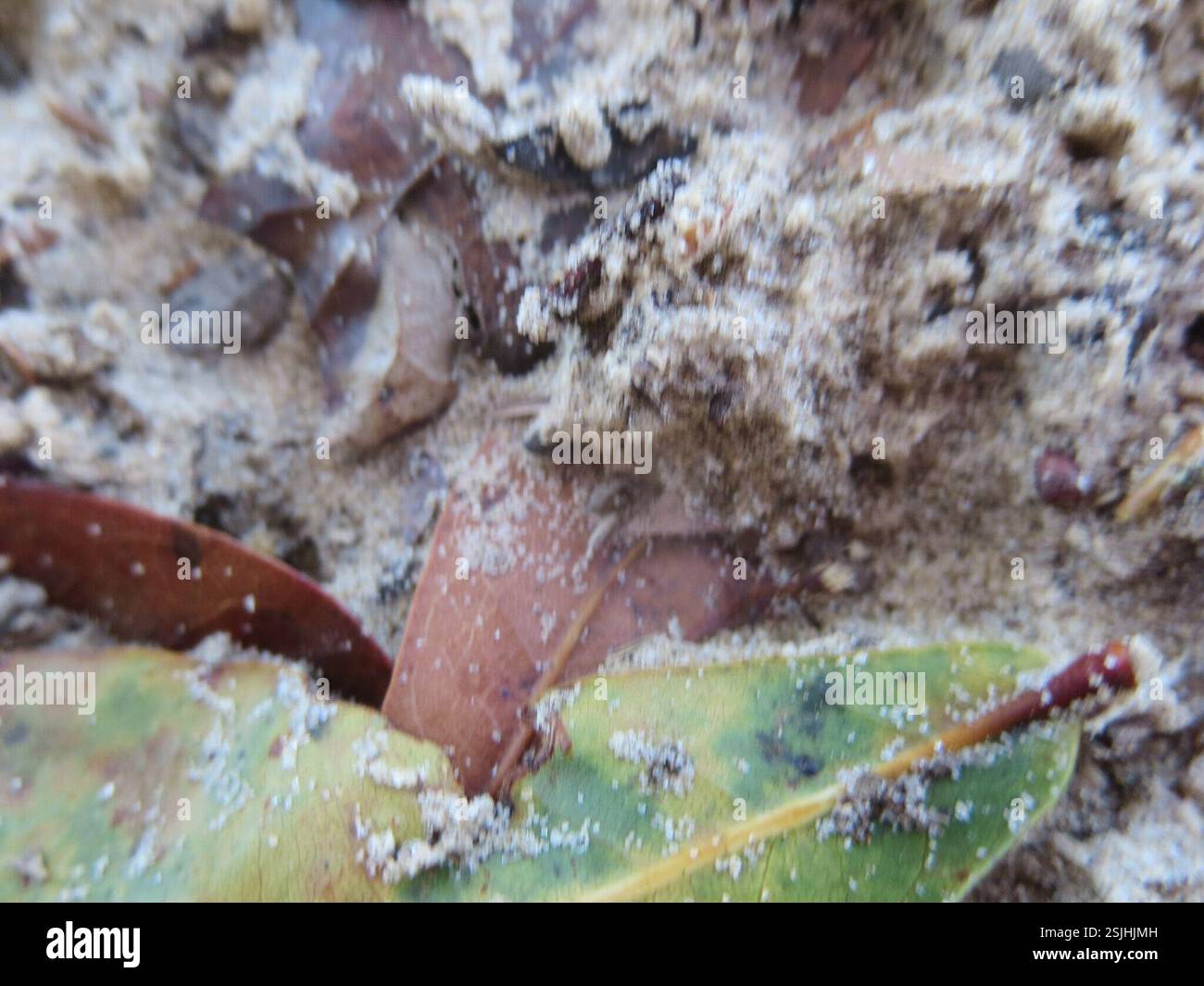 Northern Fungus-farming Ant (Trachymyrmex septentrionalis), Insecta ...