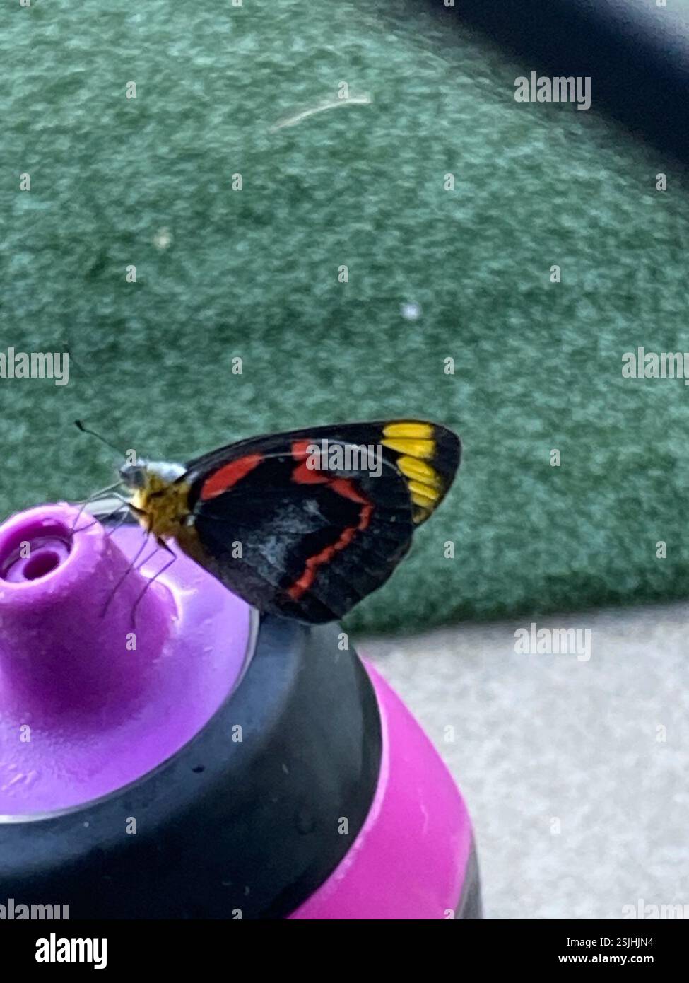Black Jezebel (Delias nigrina), Insecta, Southeast Inner Brisbane ...