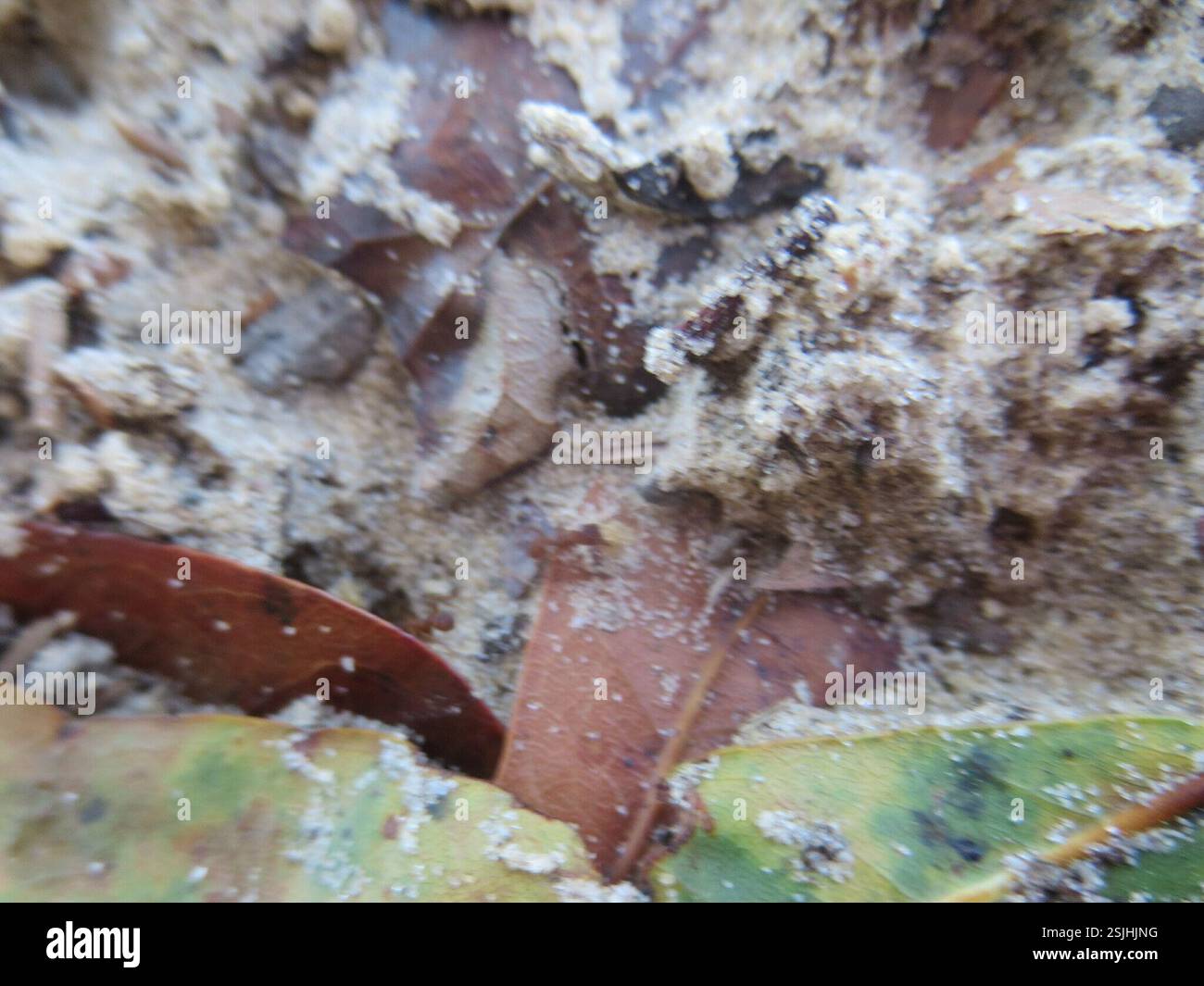 Northern Fungus-farming Ant (Trachymyrmex septentrionalis), Insecta ...