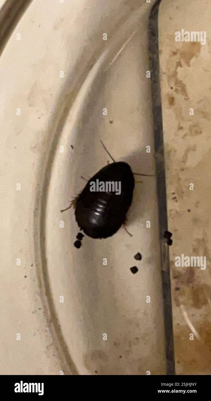 Surinam Cockroach (Pycnoscelus surinamensis), Insecta, Austin Stock ...