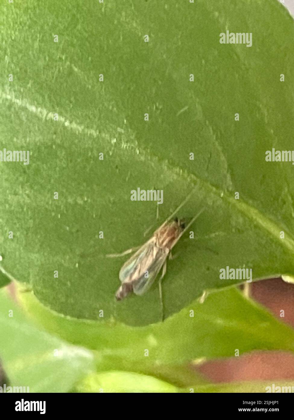 Non-biting Midges (Chironomidae), Insecta, Melbourne VIC, Australia ...