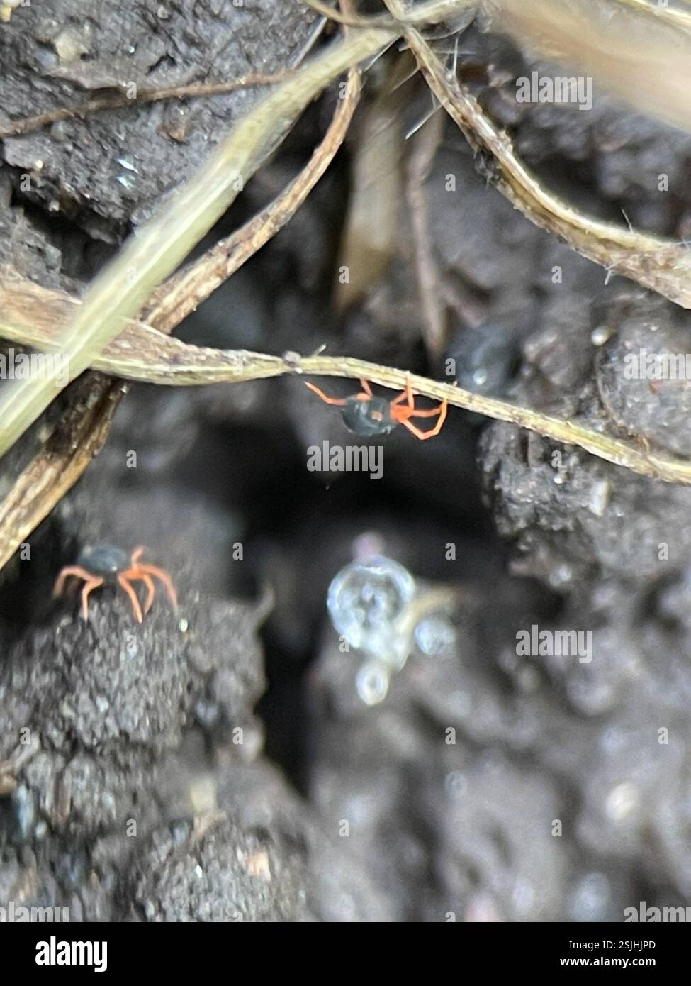 Blue Oat Mite (Penthaleus major), Arachnida, Lily Ave, Sunnyvale, CA ...