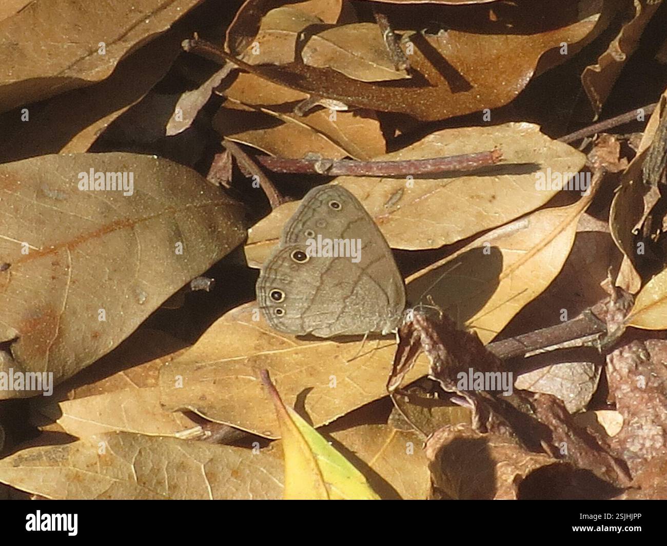 Carolina Satyr (Hermeuptychia sosybius), Insecta, Windsor Forest ...