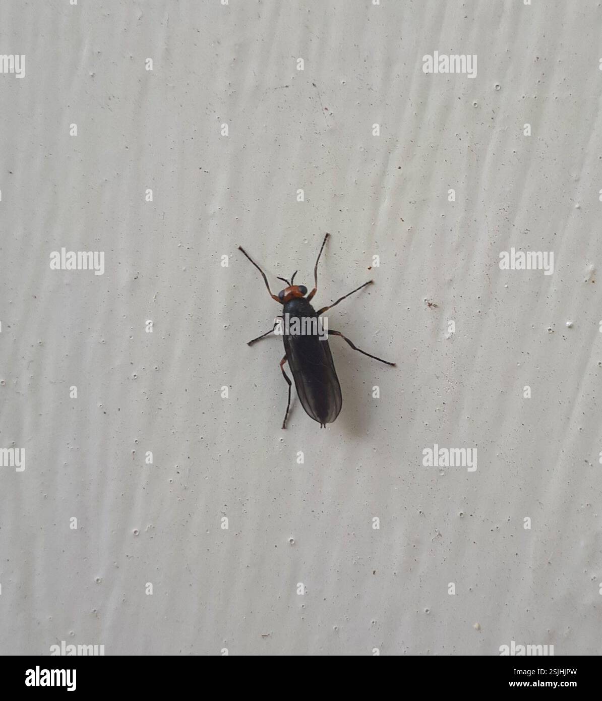 Sugarcane Soldier Fly (Inopus rubriceps), Insecta, Fairfield, Lower ...