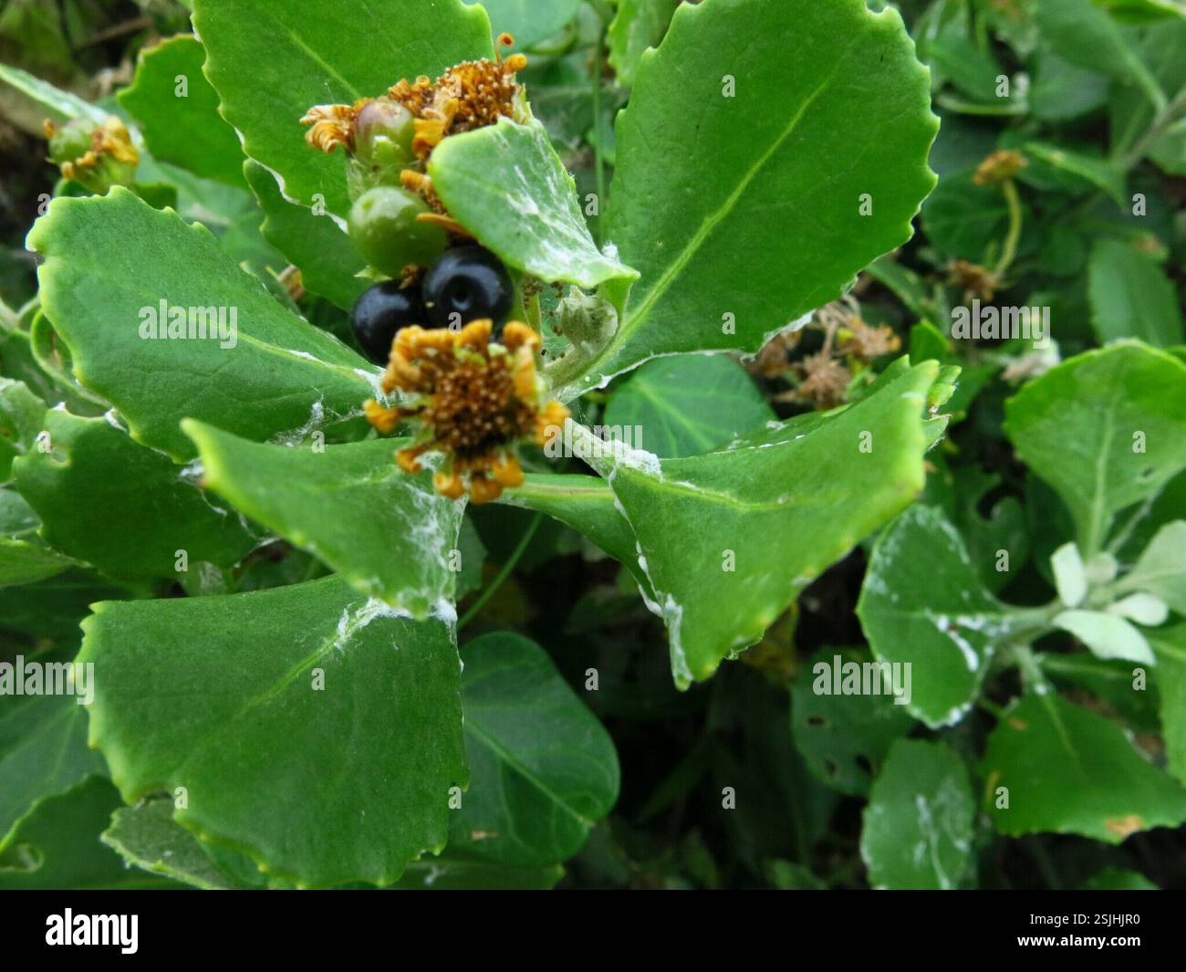 Bietou (Osteospermum moniliferum), Plantae, Beacon Rocks, Margate, 4270 ...