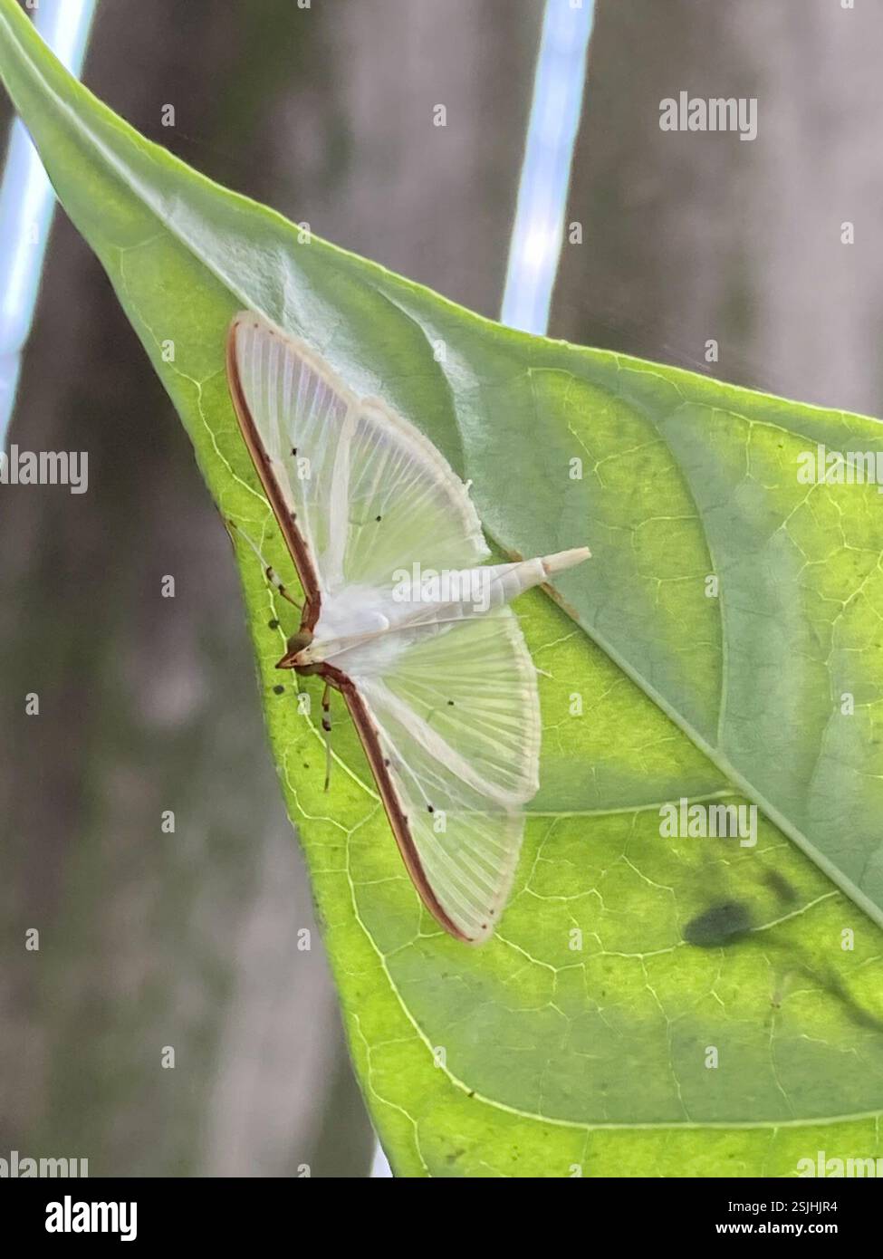 Four-spotted Palpita Moth (Palpita quadristigmalis), Insecta, Florida ...