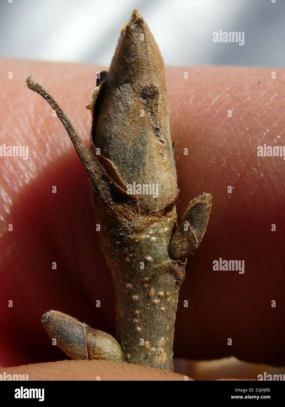 shagbark hickory (Carya ovata), Plantae, Shelburne, VT, USA, Sapling ...