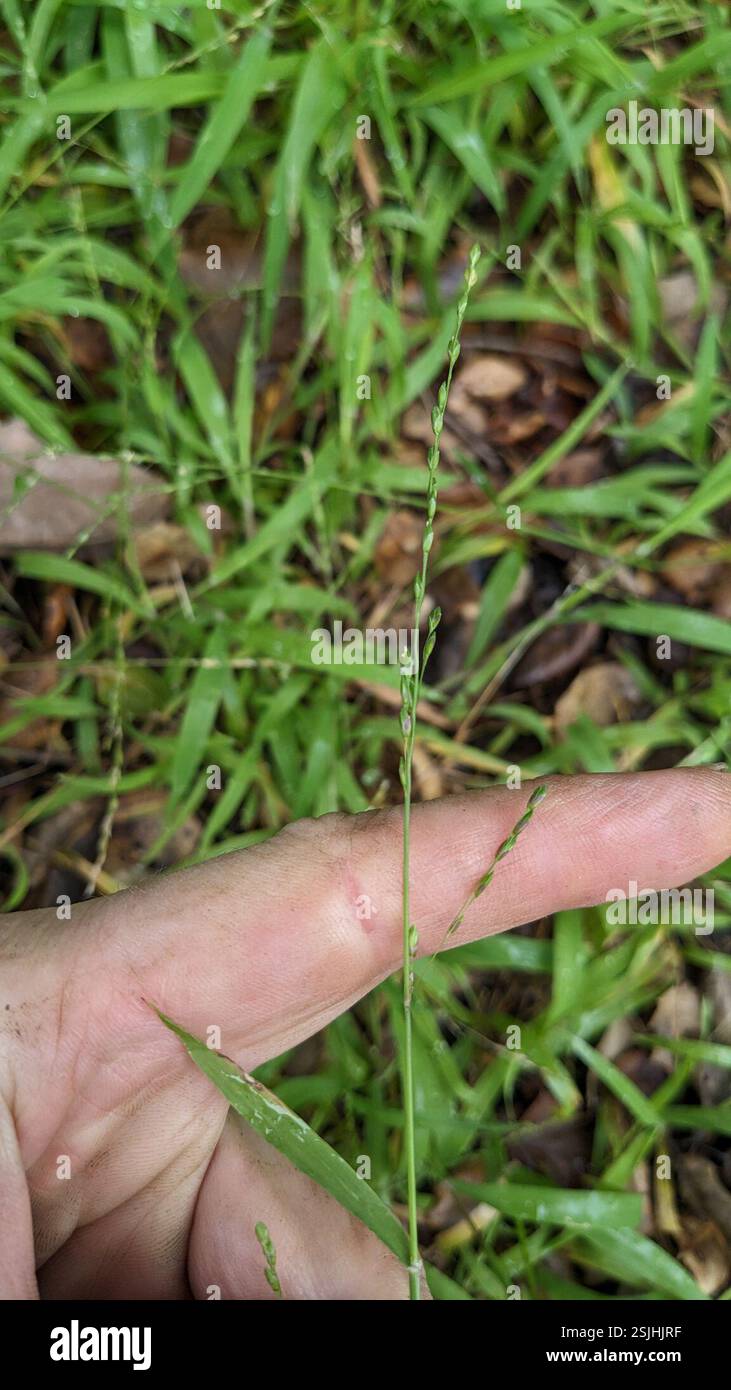 panic veldtgrass (Ehrharta erecta), Plantae, Westwood, Los Angeles, CA ...