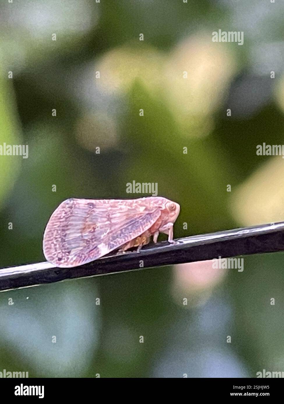 Passionvine hopper (Scolypopa australis), Insecta, Melbourne VIC ...