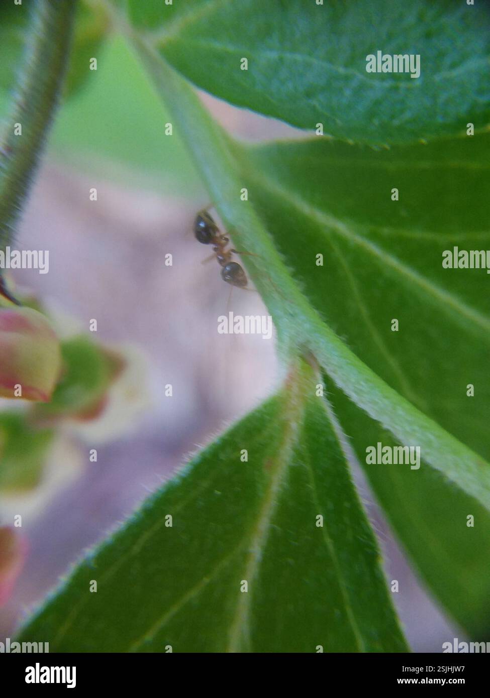American Winter Ant (Prenolepis imparis), Insecta, Windsor Forest ...