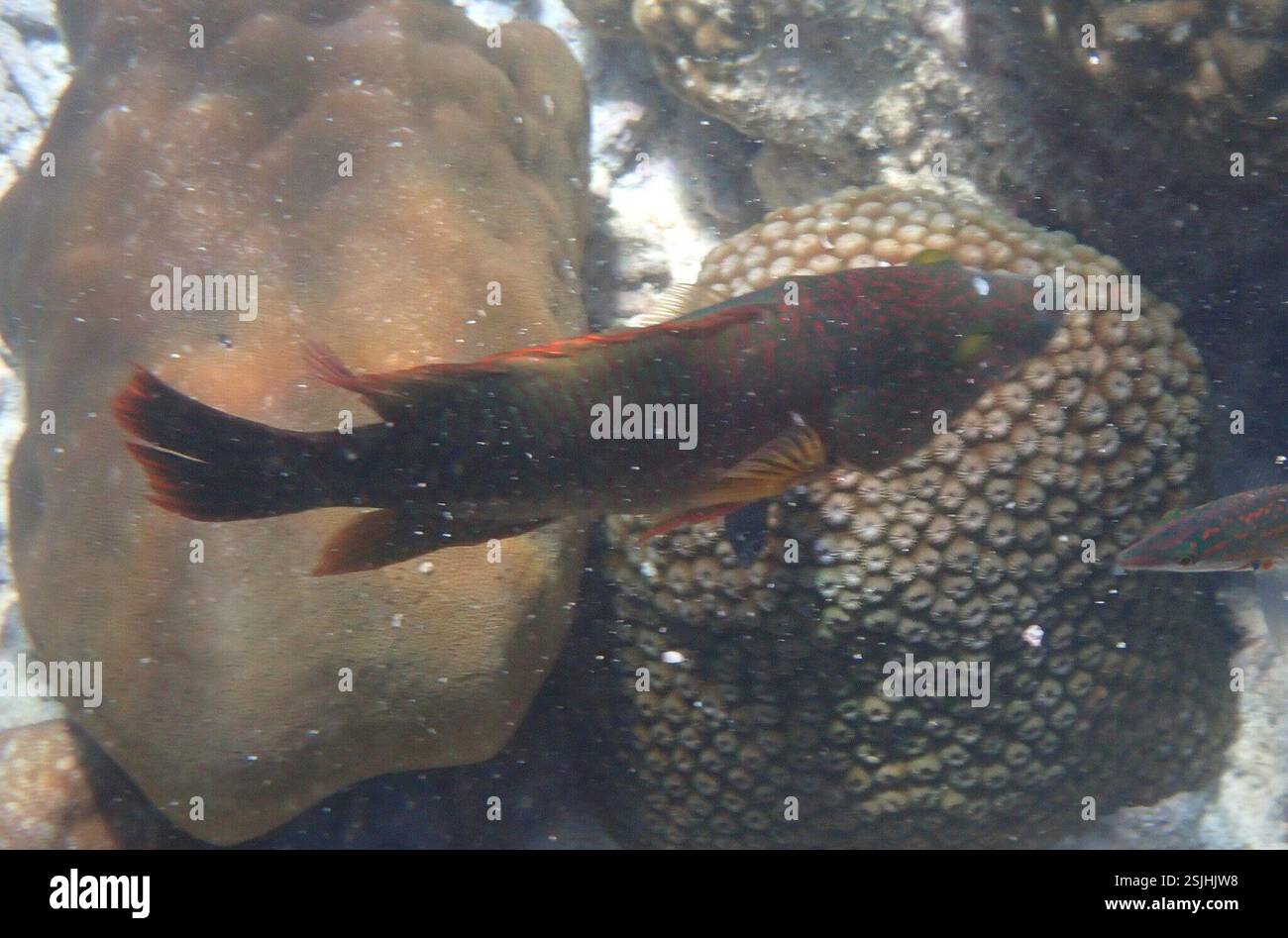 Tripletail Maori Wrasse (Cheilinus trilobatus), Actinopterygii, Ko ...
