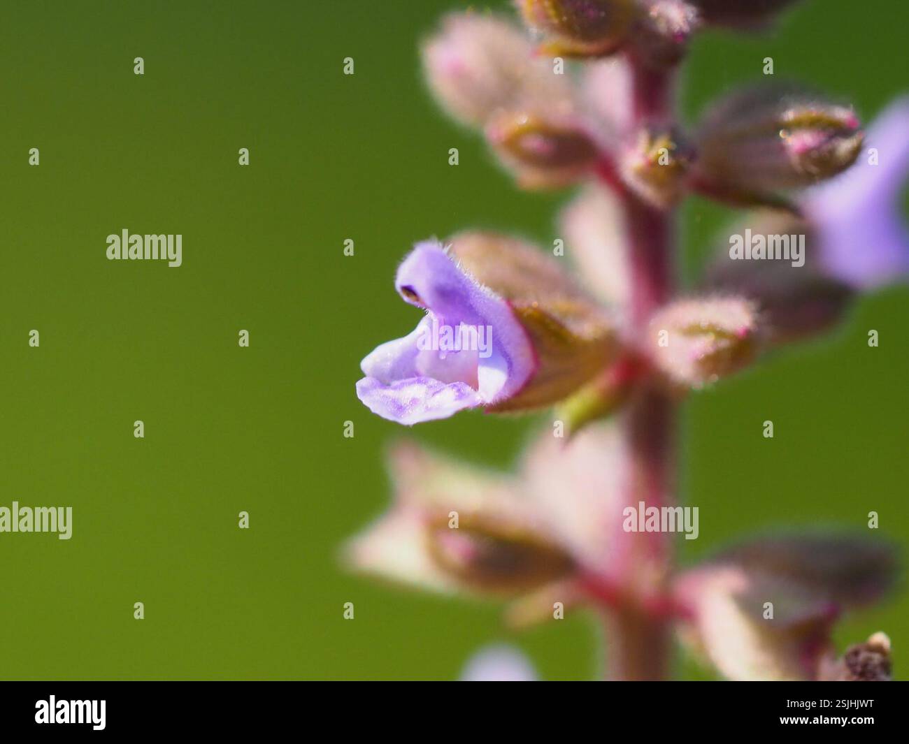 plebeian sage (Salvia plebeia), Plantae, 台灣新北市 Stock Photo - Alamy