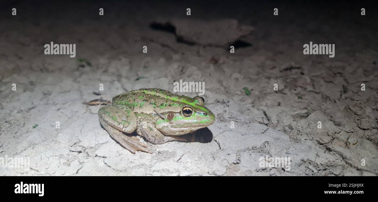 Southern Bell Frog (Ranoidea raniformis), Amphibia, Calperum Station SA ...