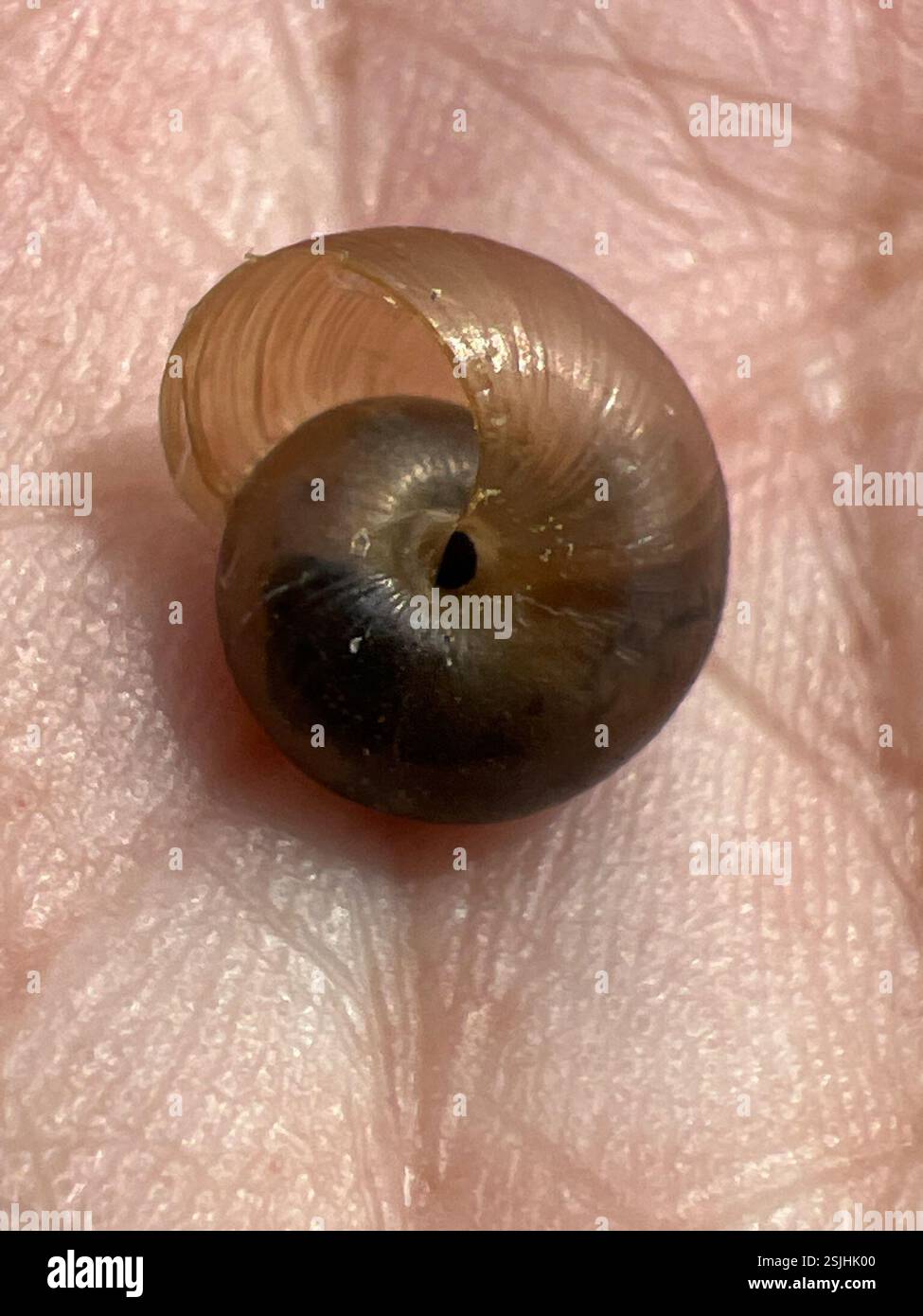 (Helicina), Mollusca, Boothe Hill Rd, Chapel Hill, NC, US Stock Photo ...