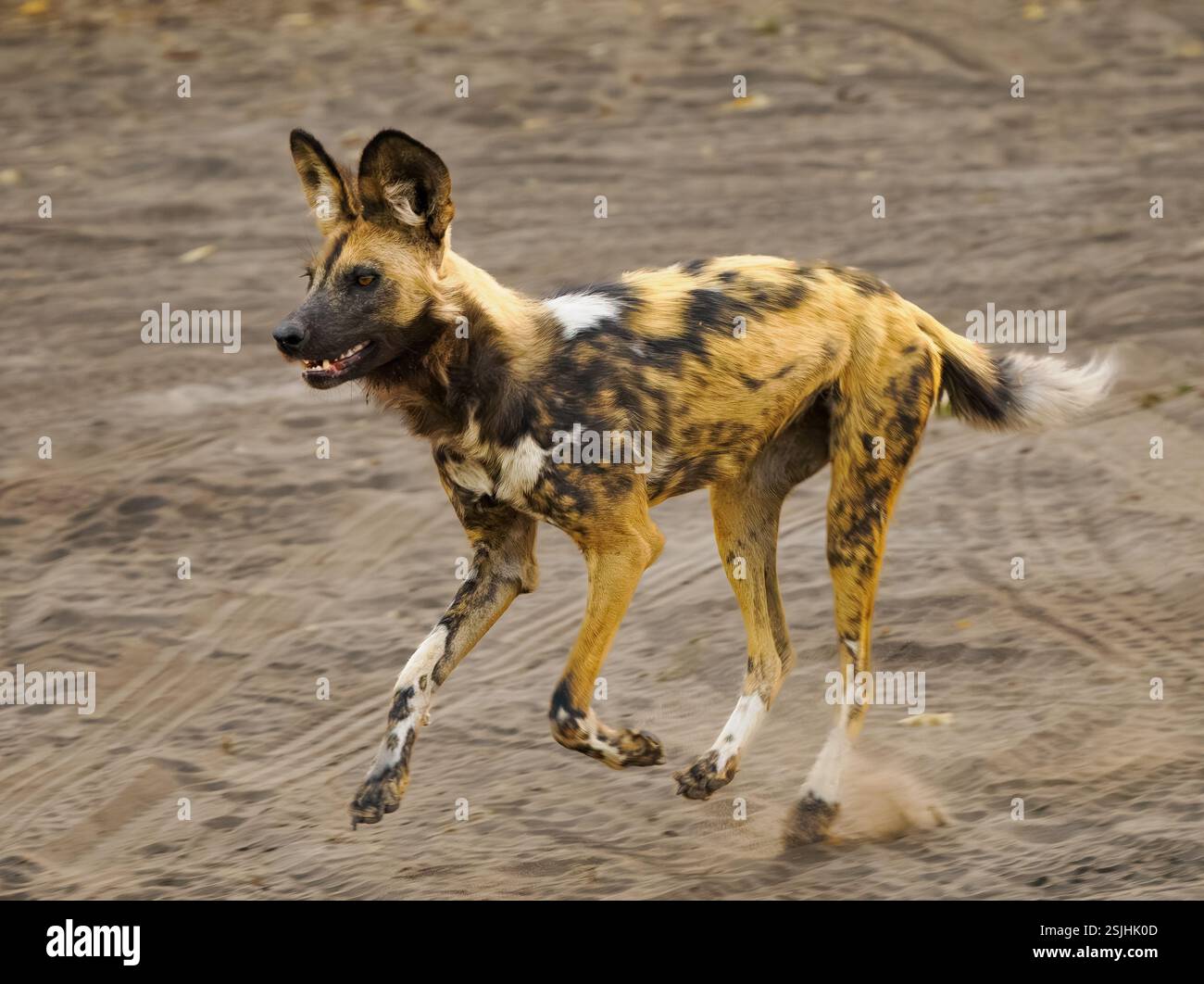 African Wild Dog (Lycaon pictus) pup running Stock Photo - Alamy