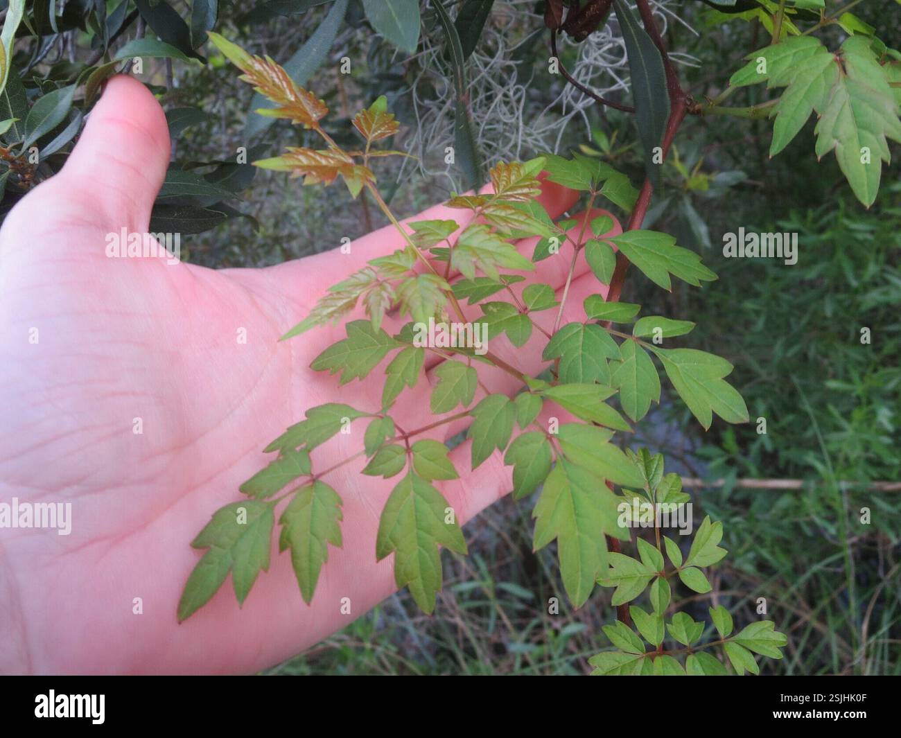 peppervine (Nekemias arborea), Plantae, Windsor Forest, Savannah, GA ...