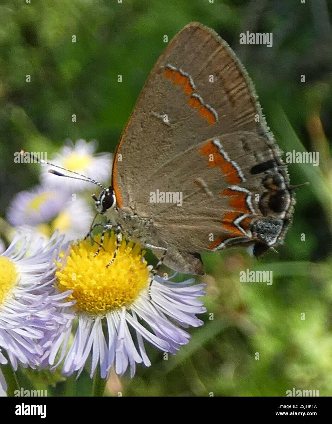 Red-banded Hairstreak (Calycopis cecrops), Insecta, River Rd. Preserve ...
