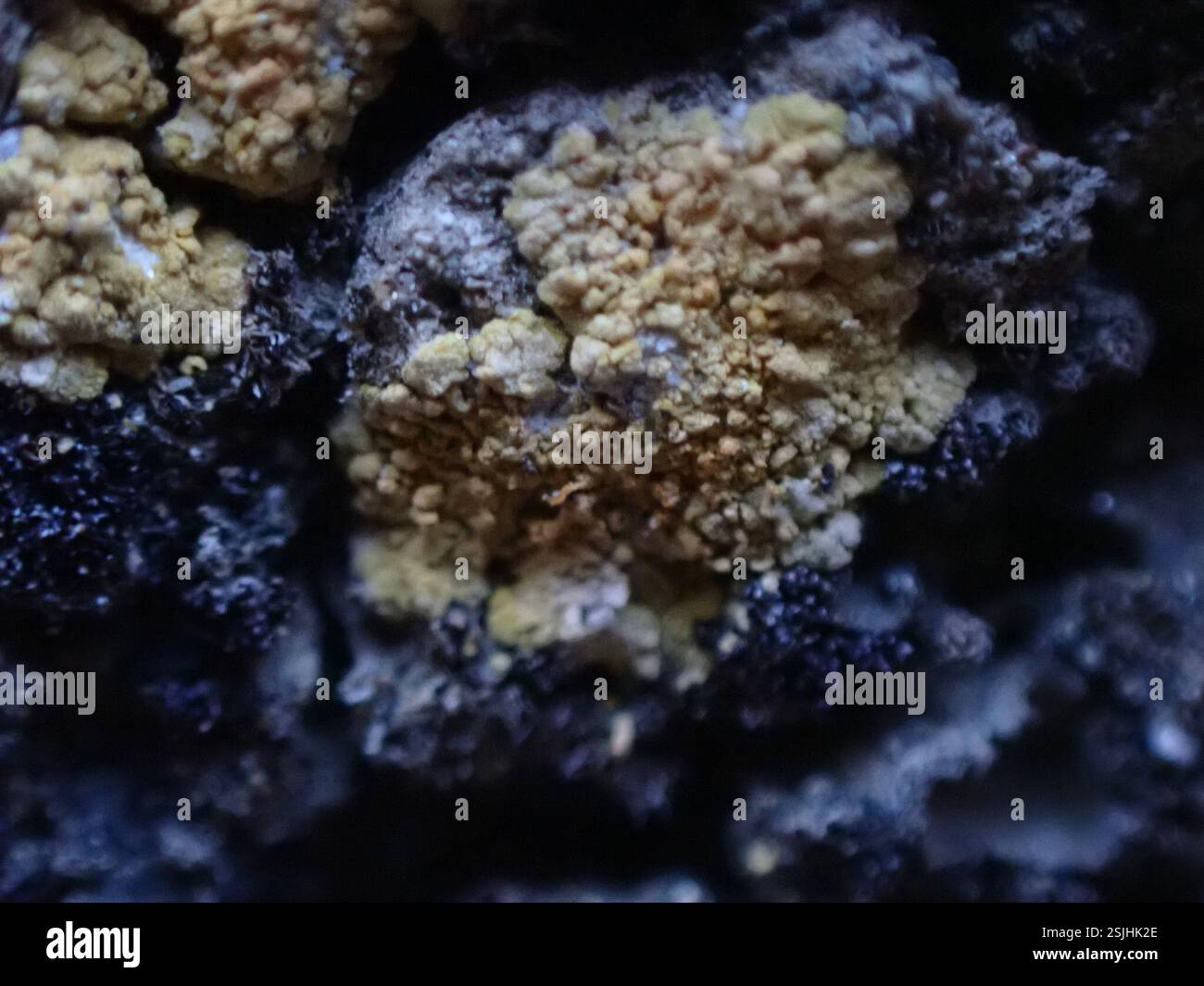 Creeping Sulphur Lichen (Gyalolechia subbracteata), Fungi, Palm Desert ...