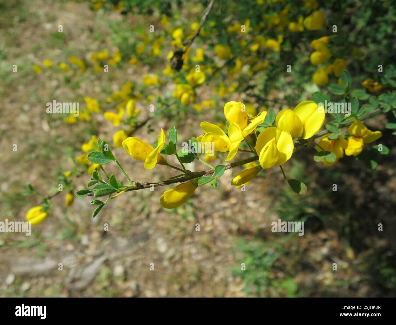 (Cytisus arboreus), Plantae, Grândola, Portugal Stock Photo - Alamy