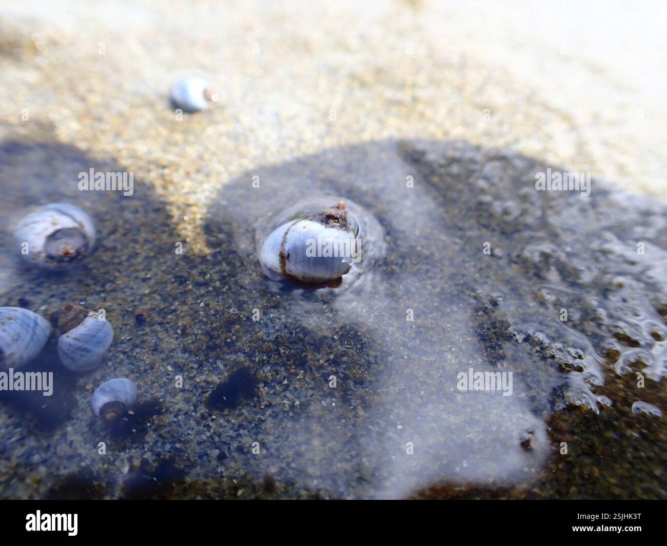 Little Blue Periwinkle (Austrolittorina unifasciata), Mollusca, Skenes ...