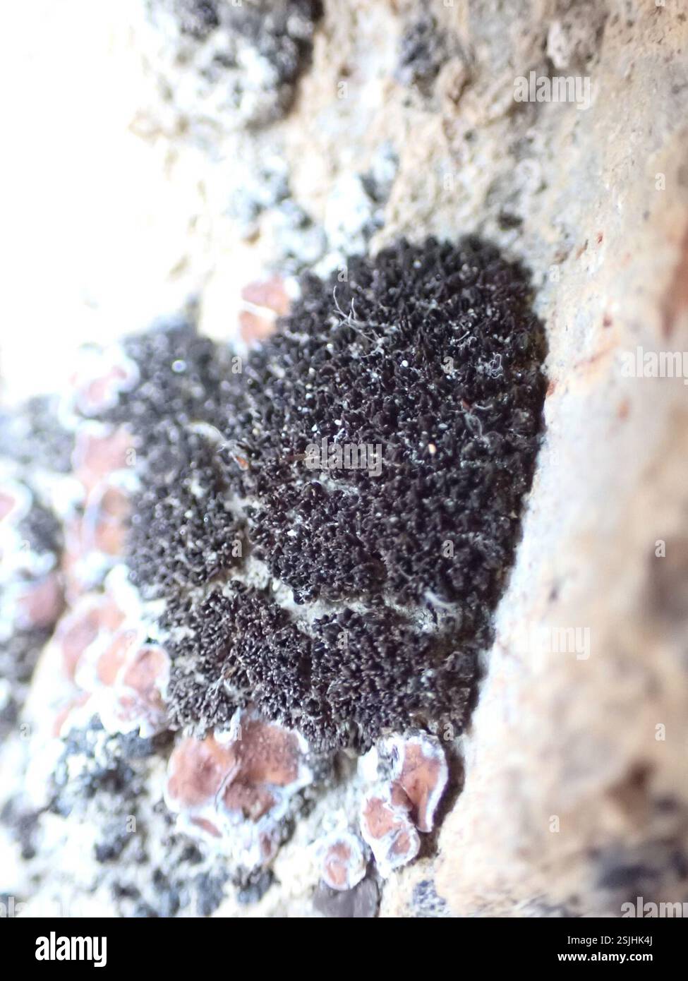 joint-toothed mosses (Bryopsida), Plantae, Palm Desert, CA, USA, On ...