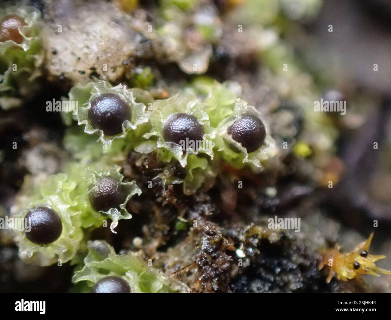 Long-bristled Frillwort (Fossombronia longiseta), Plantae, Murrieta, CA ...