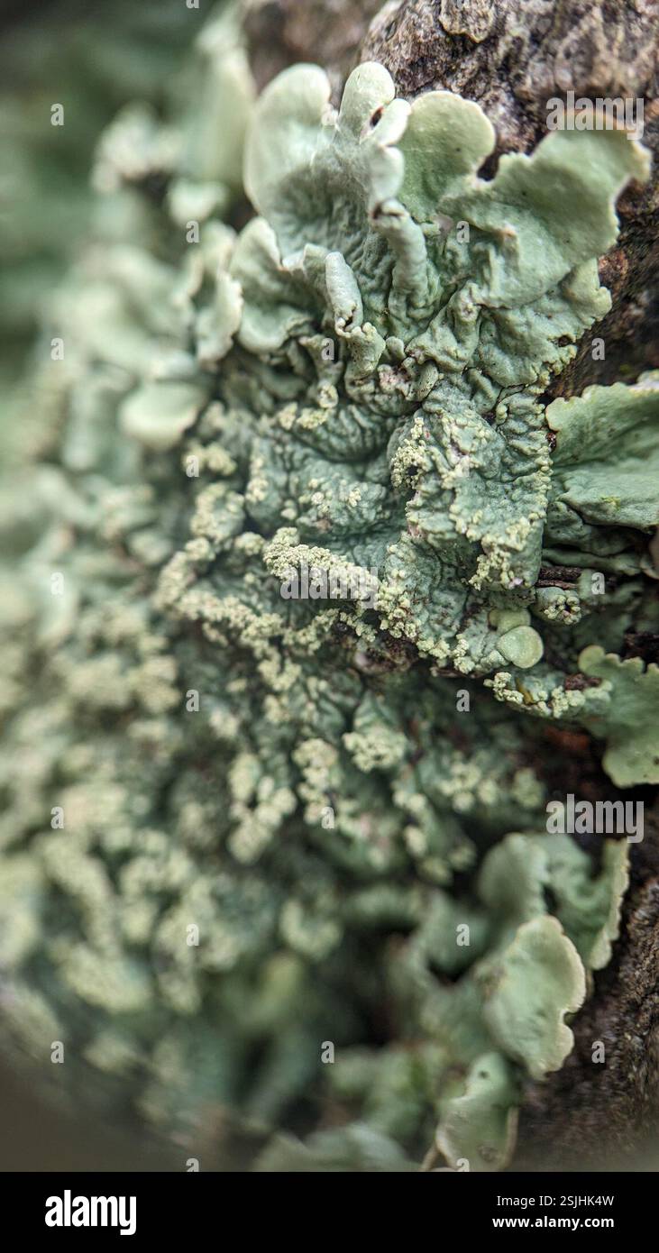 common greenshield lichen (Flavoparmelia caperata), Fungi, London, UK ...