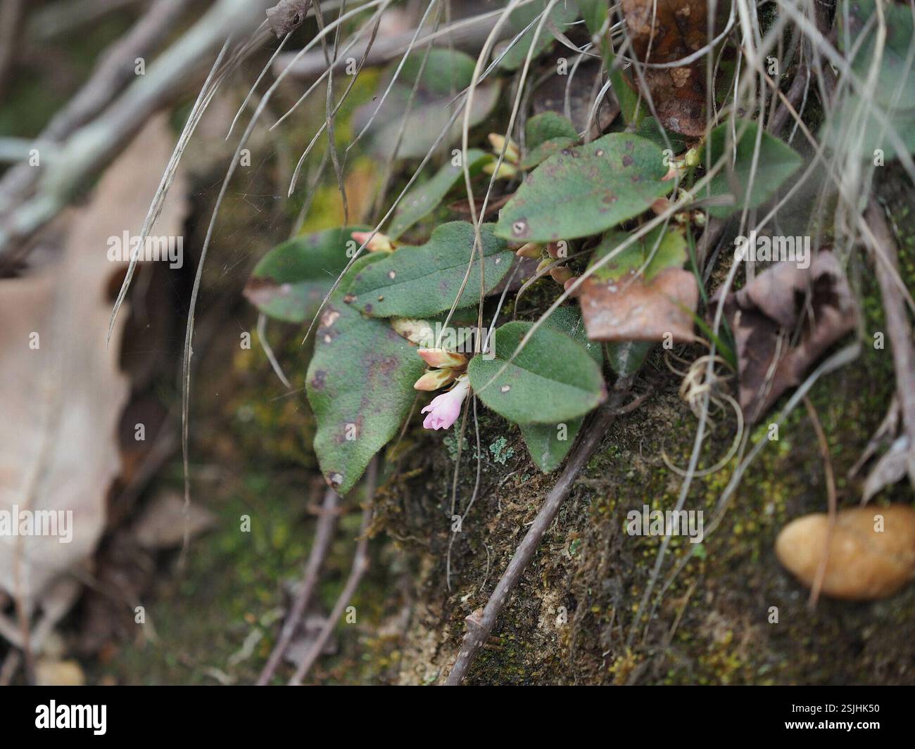 trailing arbutus (Epigaea repens), Plantae, Lorton, VA, USA Stock Photo - Alamy