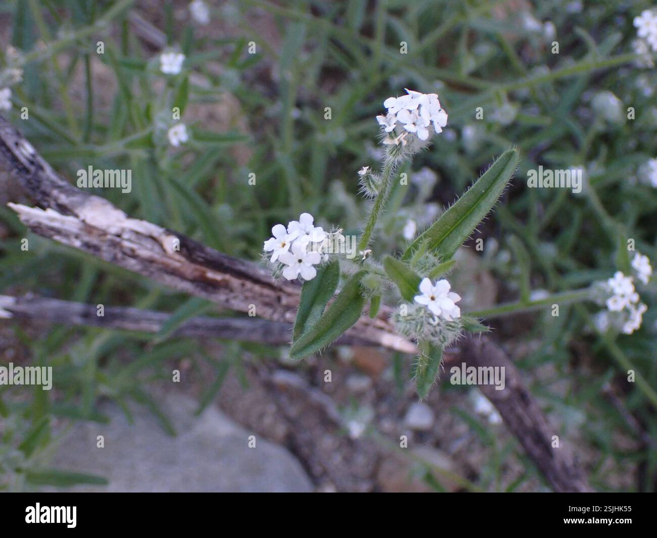 bearded cryptantha (Cryptantha barbigera), Plantae, Palm Springs, CA ...