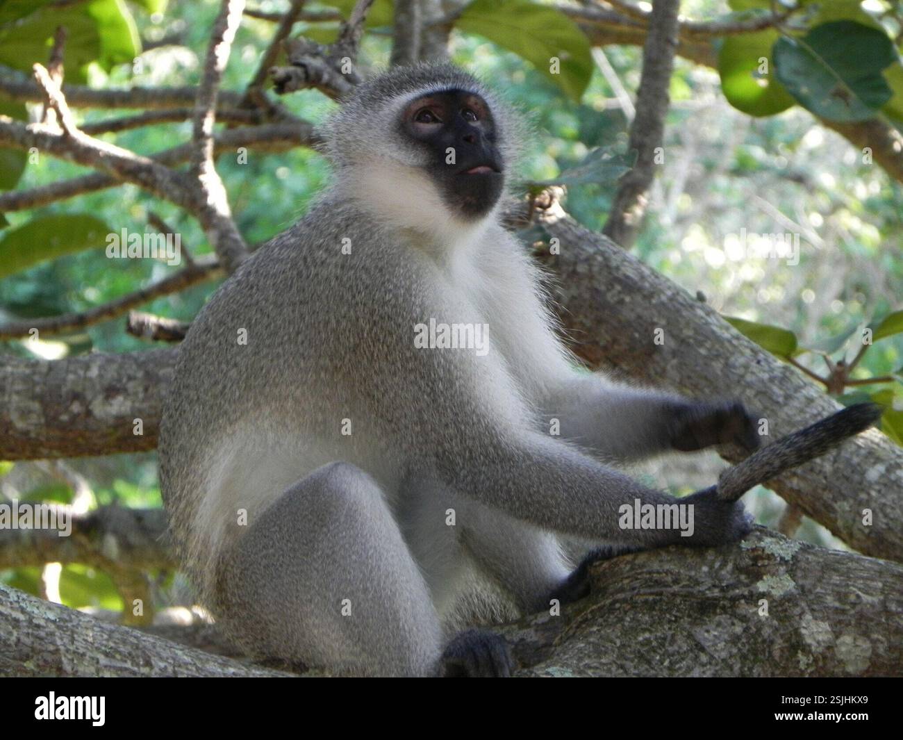 Southern Vervet Monkey (Chlorocebus pygerythrus pygerythrus), Mammalia ...