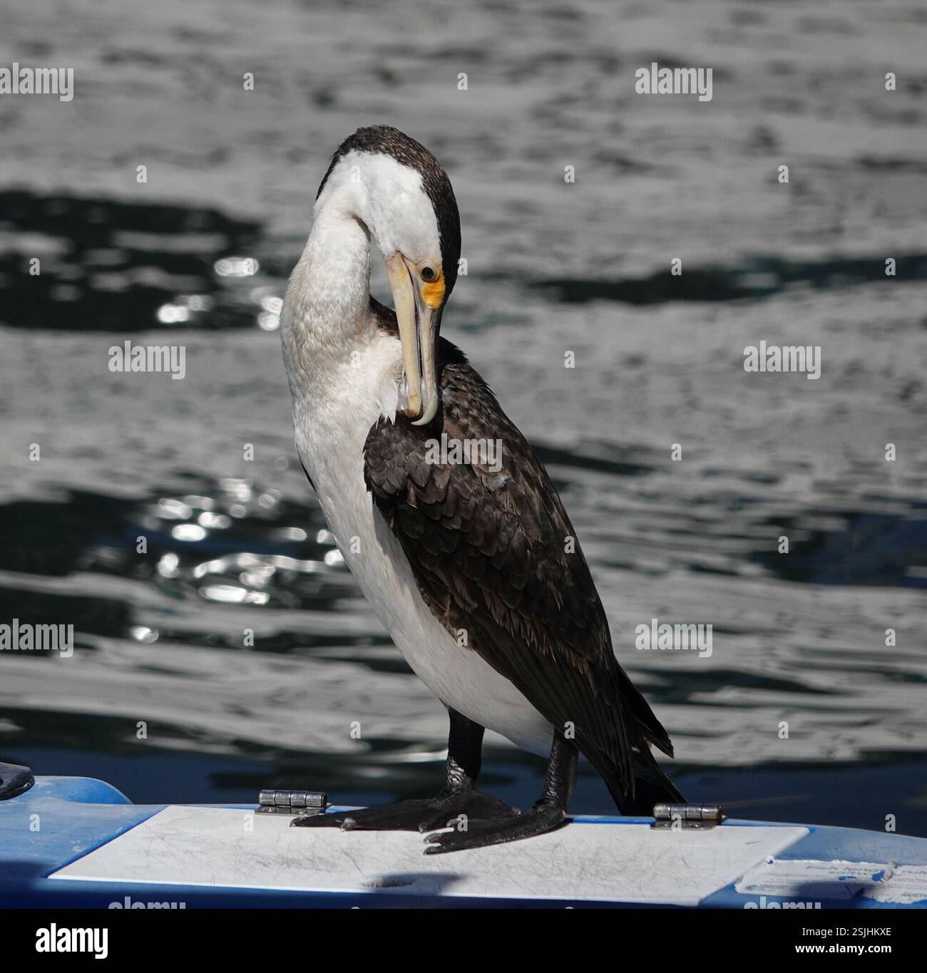 Pied Cormorant (Phalacrocorax varius), Aves, mordialloc, Australia ...