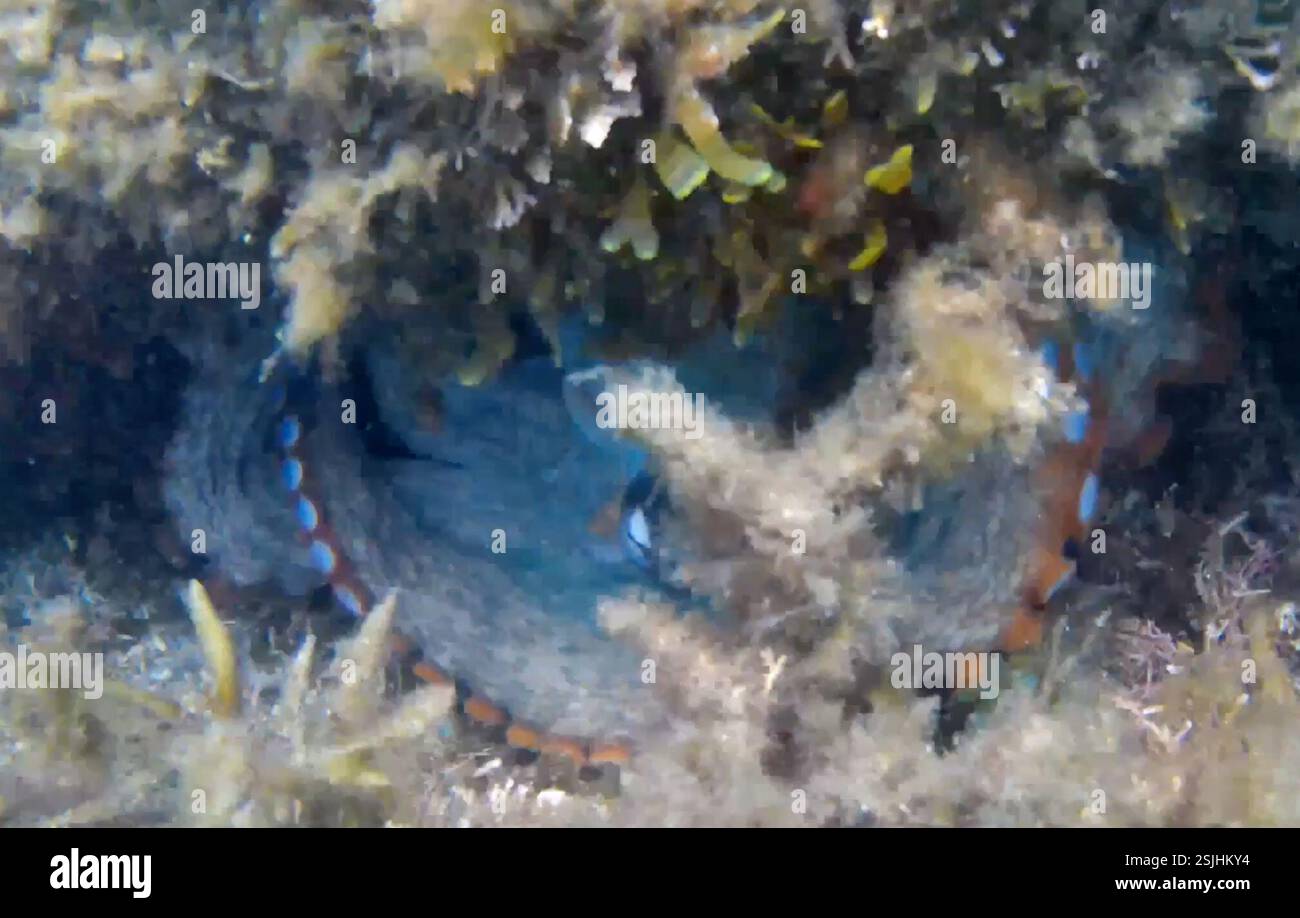 Common Sydney Octopus (Octopus tetricus), Mollusca, Sydney NSW ...