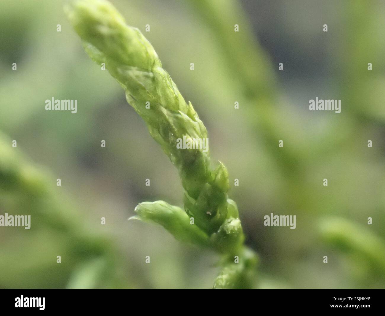 Lateral Cryphaea (Cryphaea heteromalla), Plantae, Nationaal Park De ...