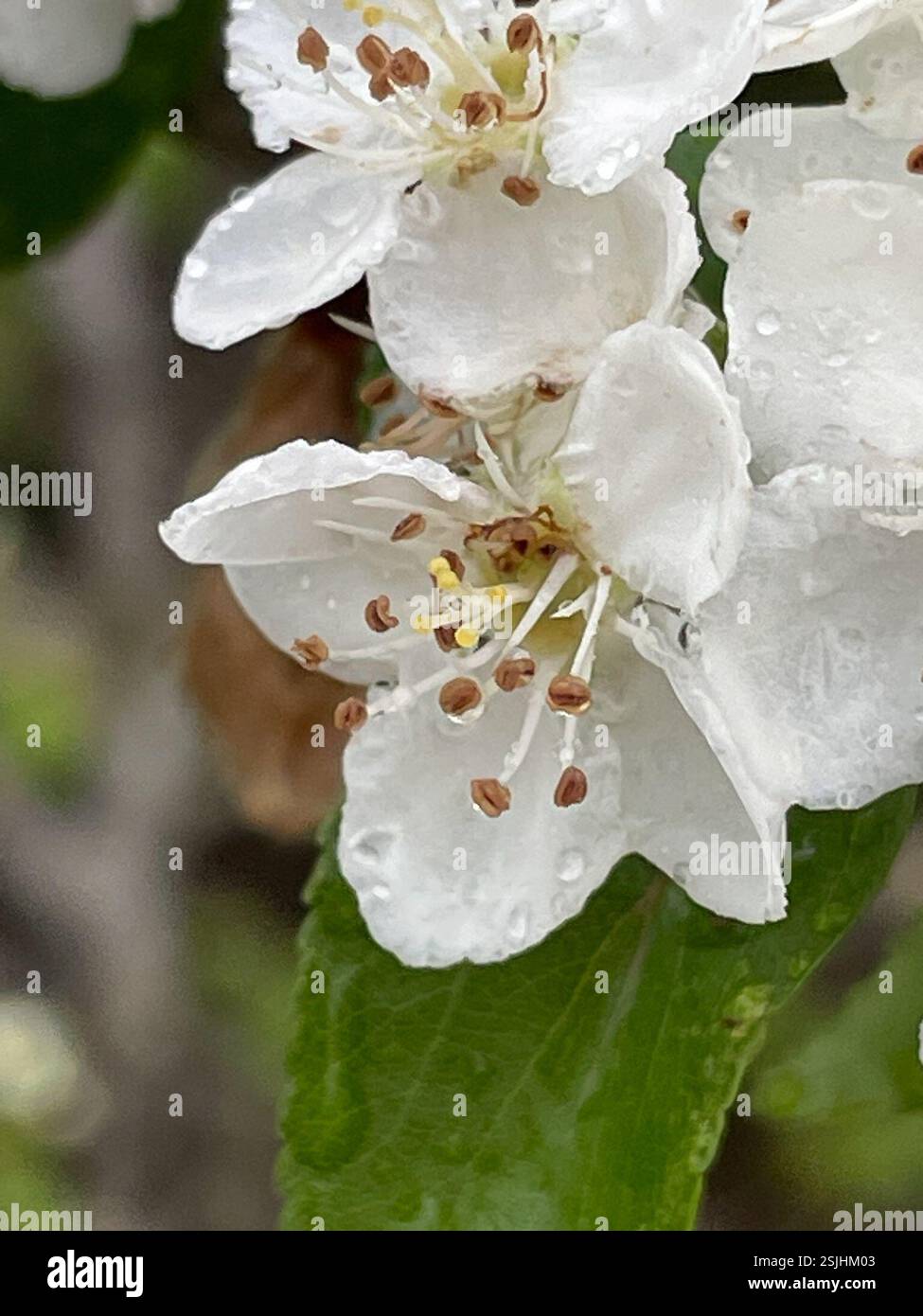 green hawthorn (Crataegus viridis), Plantae, Vidalia, LA, US Stock ...