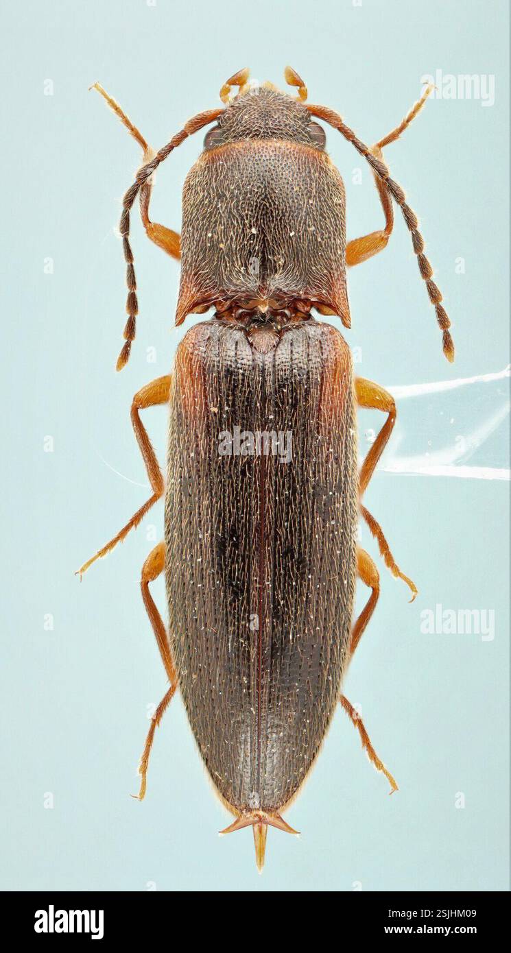 (Dalopius cognatus), Insecta, Pointe-aux-Outardes, QC, Canada Stock ...