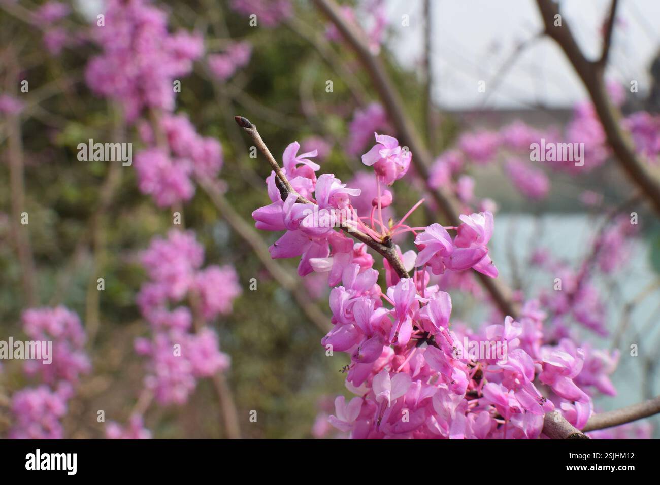 Chinese redbud (Cercis chinensis), Plantae, 中国浙江省金华市浦江县 Stock Photo - Alamy