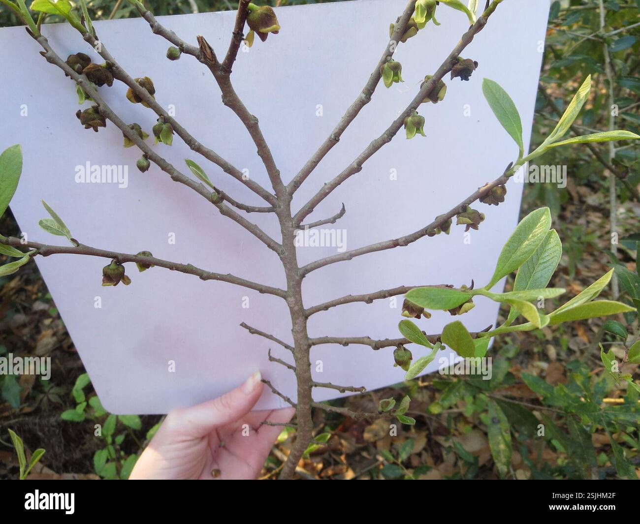 Small-Flower Pawpaw (Asimina parviflora), Plantae, Wilshire Estates ...