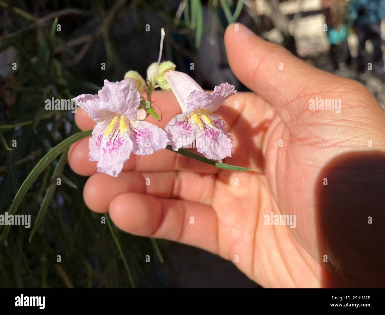 desert willow (Chilopsis linearis), Plantae, Sweeney Granite Mountains ...